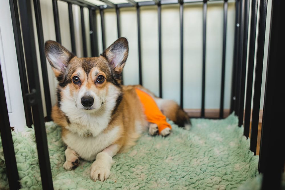 Body Condition Score: How to Score and Why It Matters - Emerald Animal ...